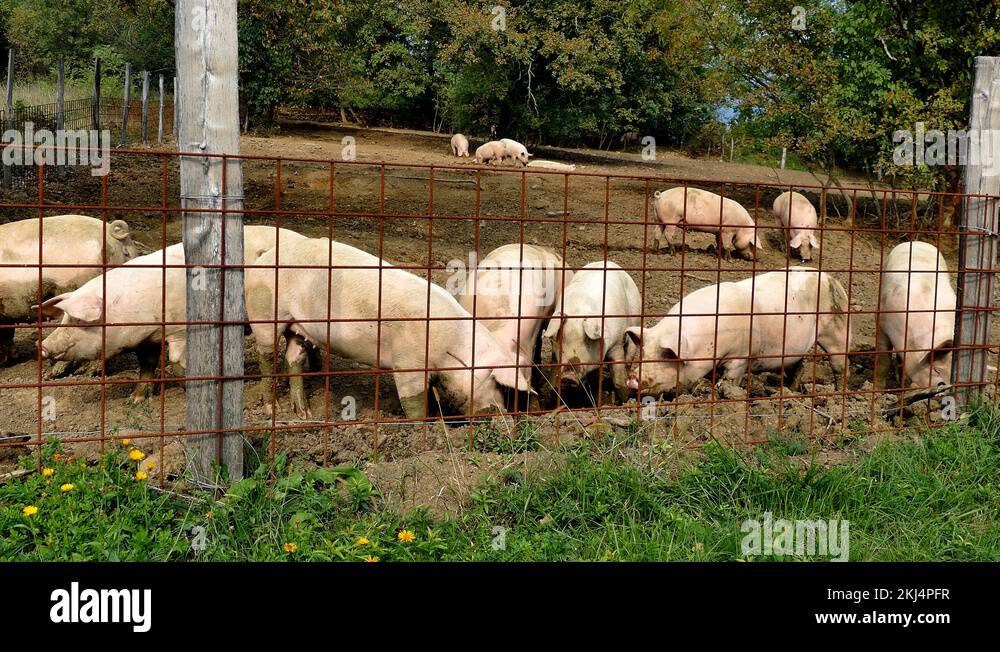 Beautiful pigs Stock Videos & Footage - HD and 4K Video Clips - Alamy