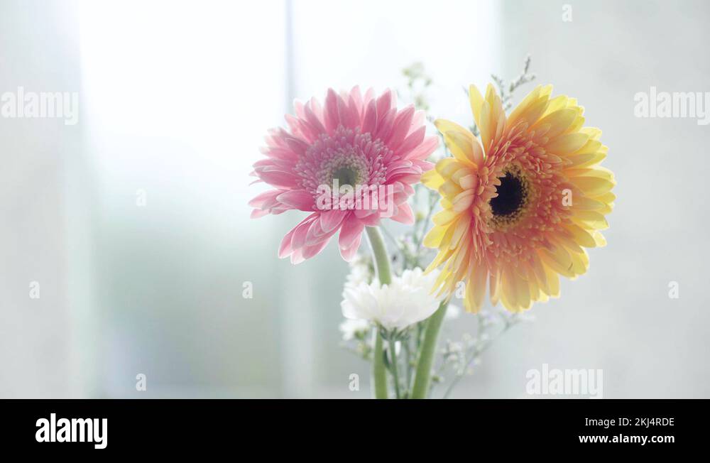 Daisy flower bouquet Stock Videos & Footage - HD and 4K Video Clips - Alamy