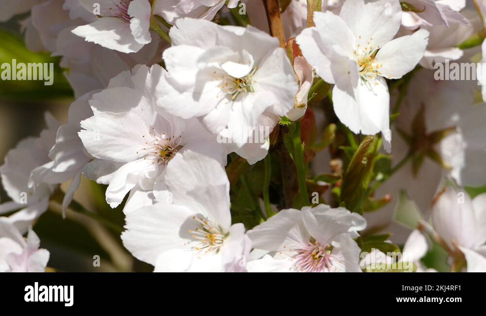 Prunus 'Amanogawa is a upright ornamental cherry tree. In April, the ...