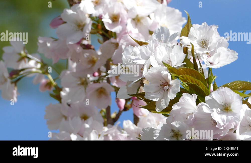 Prunus 'Amanogawa is a upright ornamental cherry tree. In April, the ...