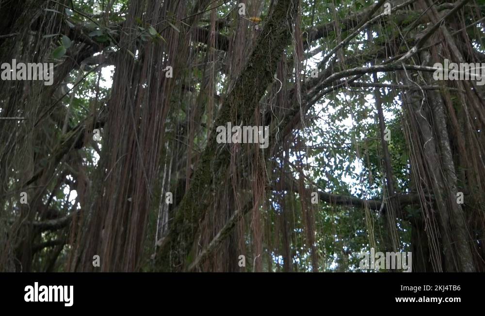 Tangled limbs Stock Videos & Footage - HD and 4K Video Clips - Alamy