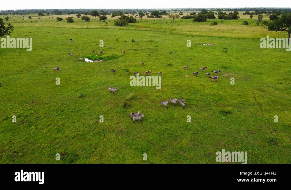 Rainforest animals aerial Stock Videos & Footage - HD and 4K Video ...