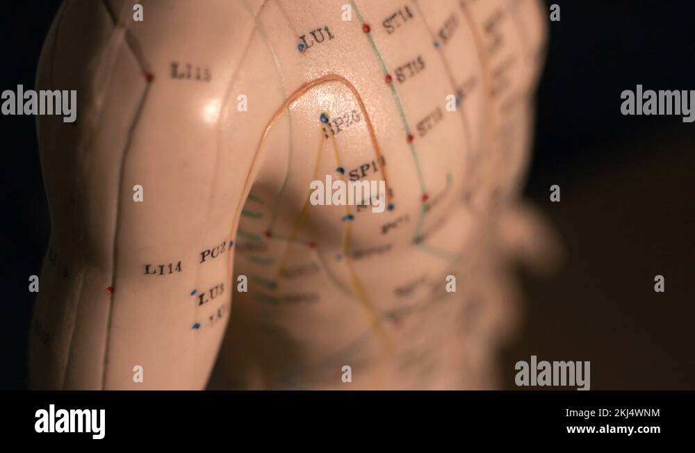 Acupuncture body model Stock Videos & Footage - HD and 4K Video Clips ...