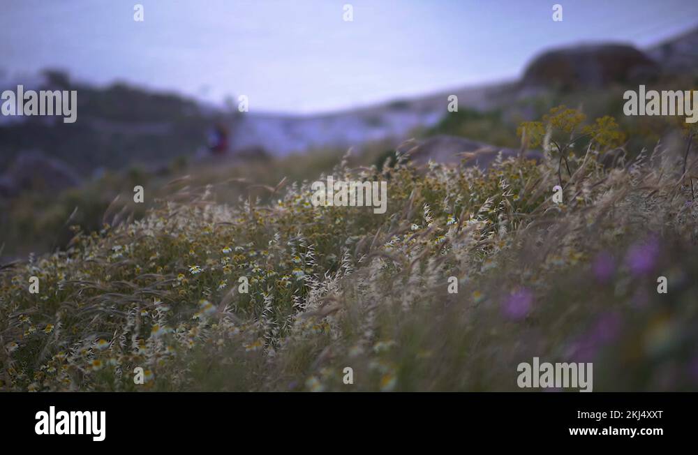 Pollen meadows Stock Videos & Footage - HD and 4K Video Clips - Alamy