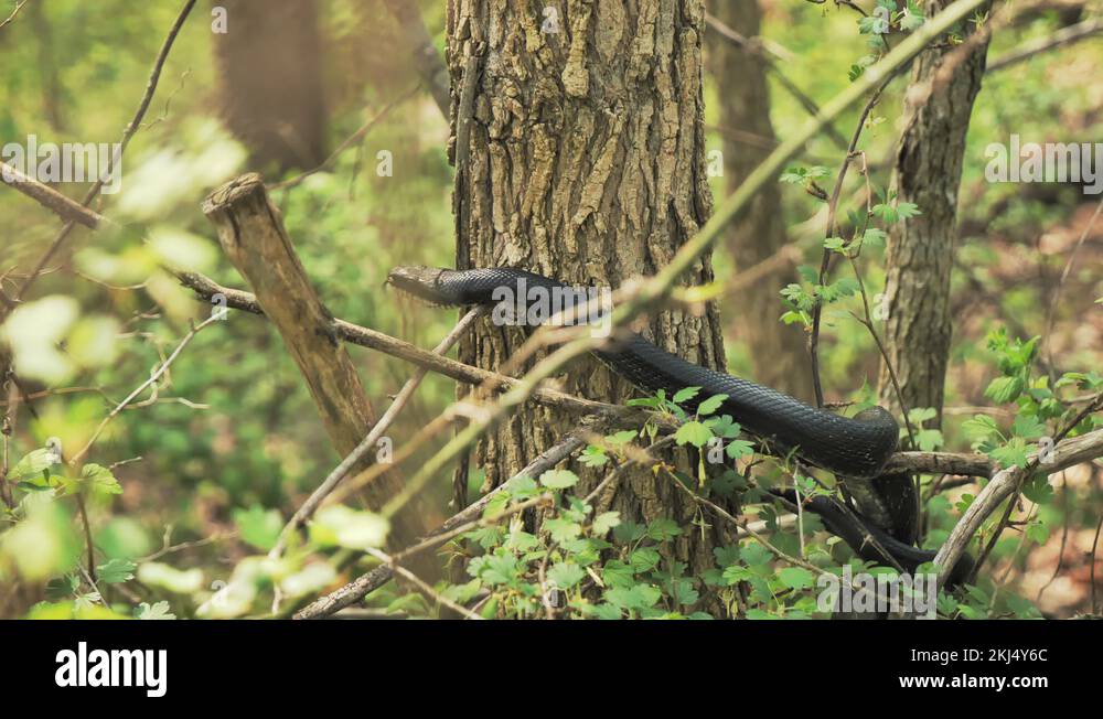 Westernratsnake Stock Videos & Footage - HD and 4K Video Clips - Alamy