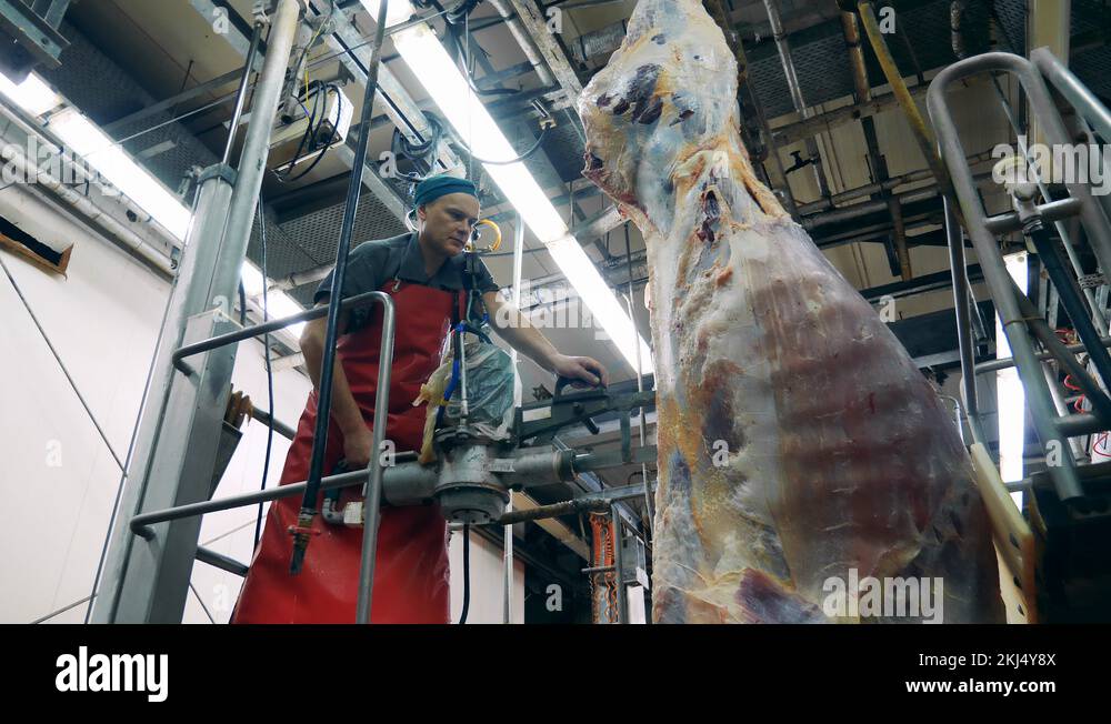 Food production, meat,pork processing factory. Slaughterhouse worker is ...