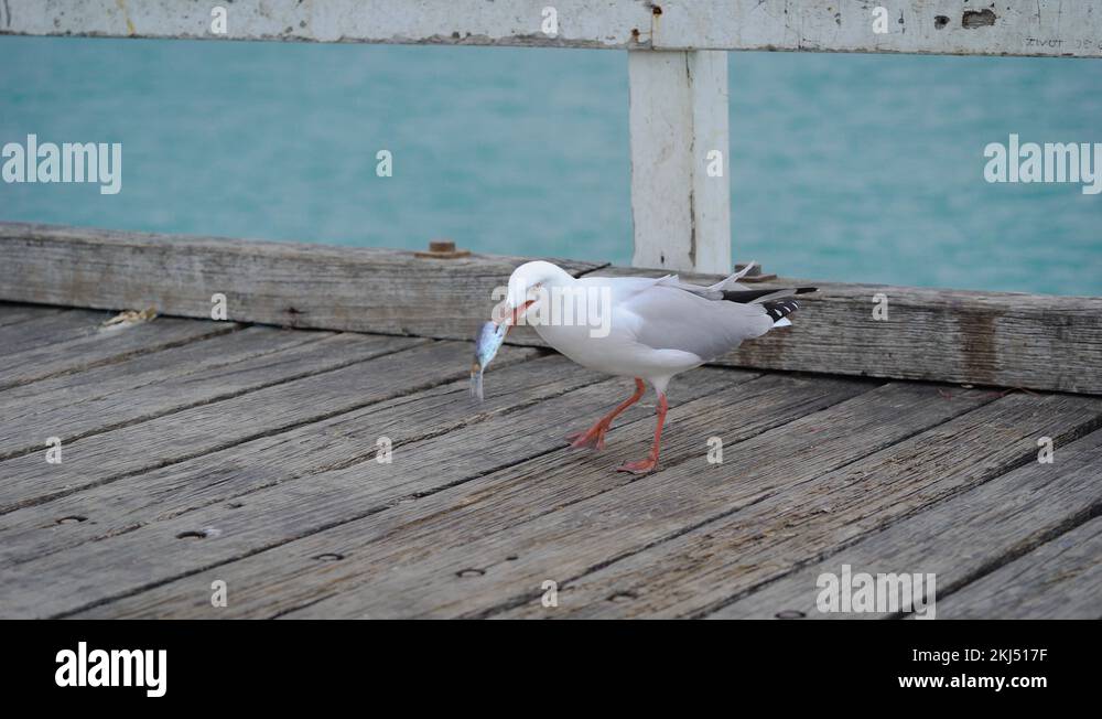 Funny seagull Stock Videos & Footage - HD and 4K Video Clips - Alamy