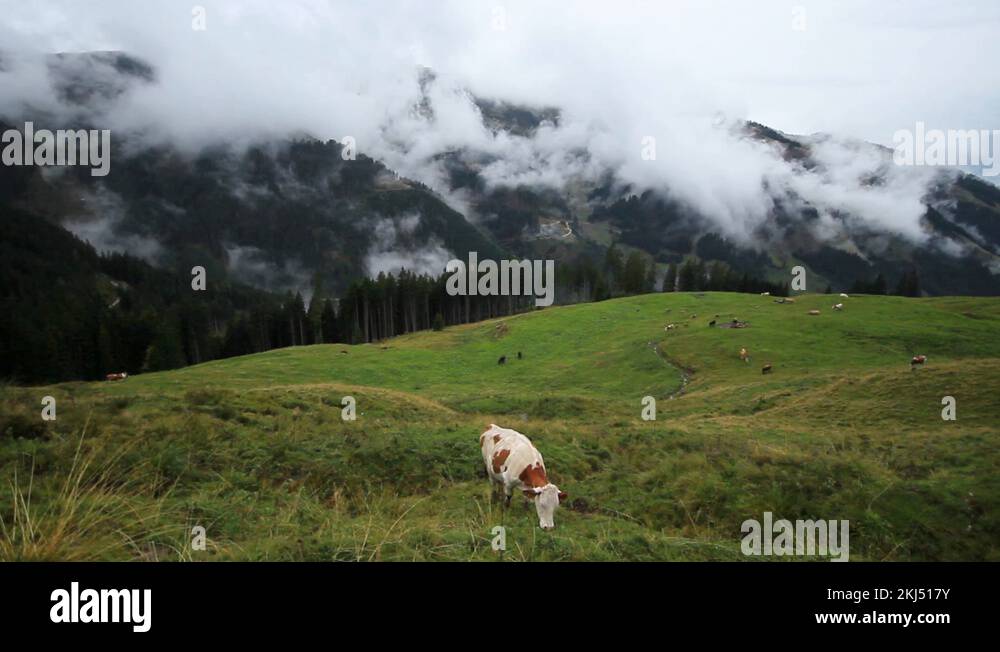 Cow low angle Stock Videos & Footage - HD and 4K Video Clips - Alamy