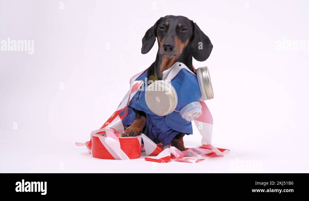 dog wearing in hazardous materials suit with self contained breathing ...