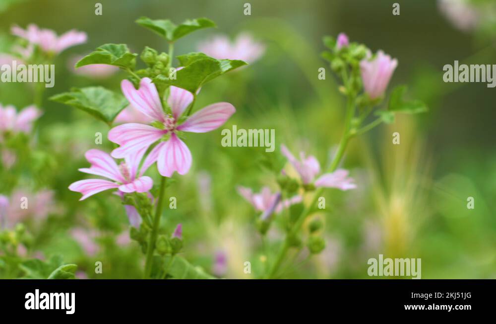 pan shot to the left of mallow flowers on a meadow with green grass ...