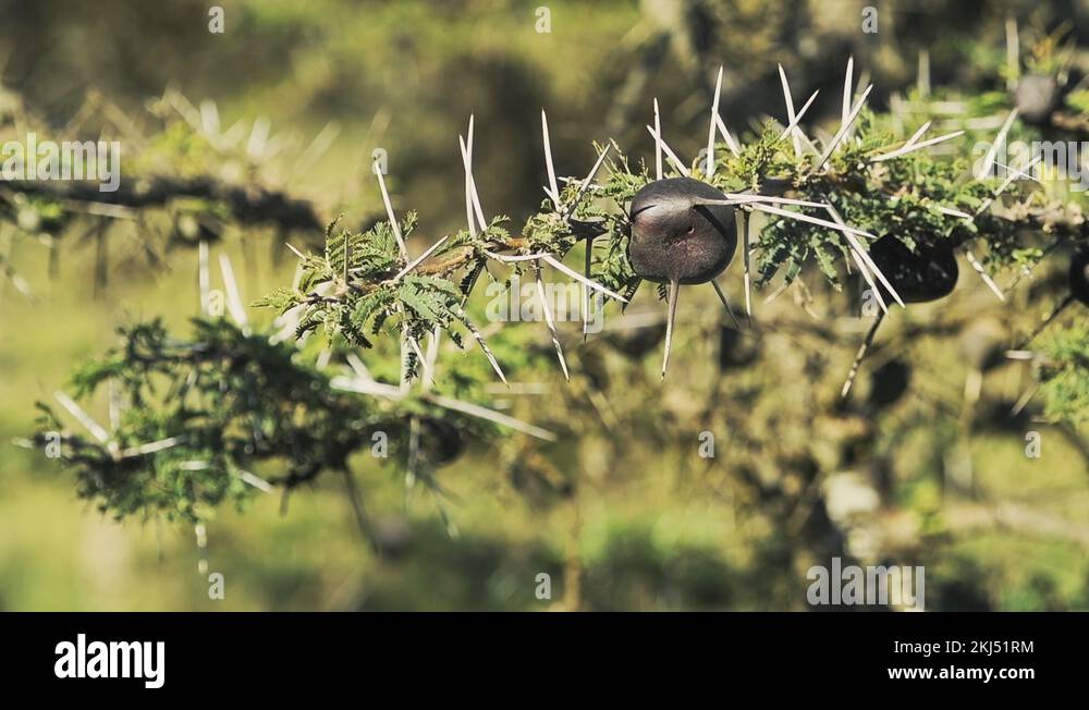 Camel thorn tree silhouette in Stock Videos & Footage - HD and 4K Video ...