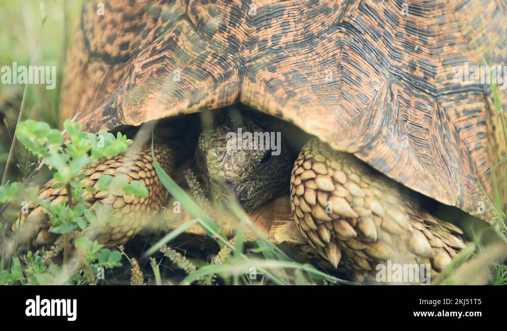 Tortoise in kenya Stock Videos & Footage - HD and 4K Video Clips - Alamy