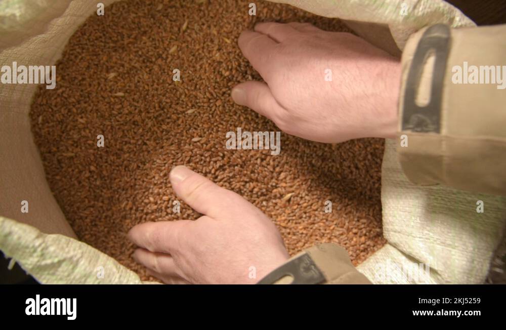 In a sack Stock Videos & Footage - HD and 4K Video Clips - Alamy