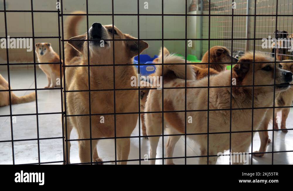 Unwanted and homeless dogs of different breeds in animal shelter ...