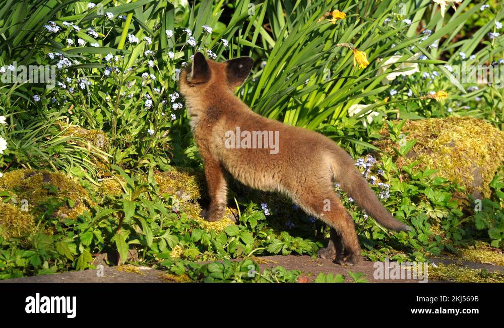 Baby fox cub Stock Videos & Footage - HD and 4K Video Clips - Alamy