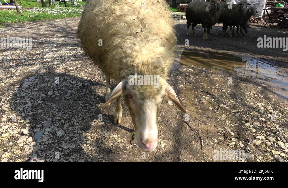 Leader sheep comes to greet and goes away followed by the flock Stock ...