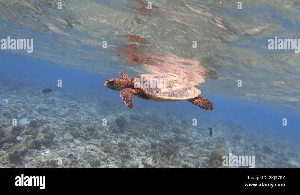Breathing hawksbill sea turtle. Indian ocean, Maldives. 4K Stock Video ...