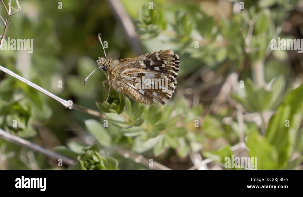 Skipper antenna Stock Videos & Footage - HD and 4K Video Clips - Alamy