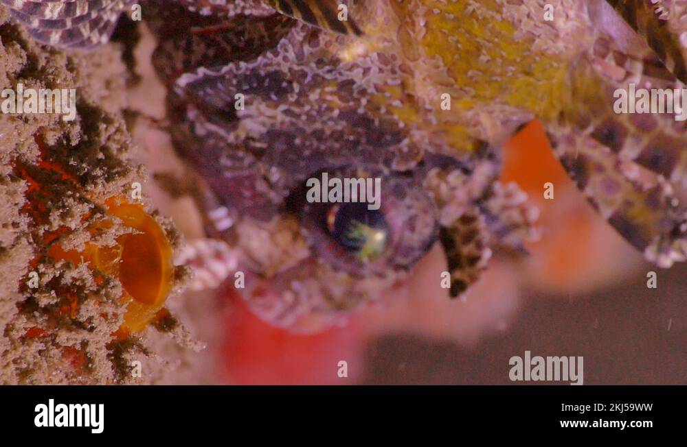 Dwarf lion Stock Videos & Footage - HD and 4K Video Clips - Alamy