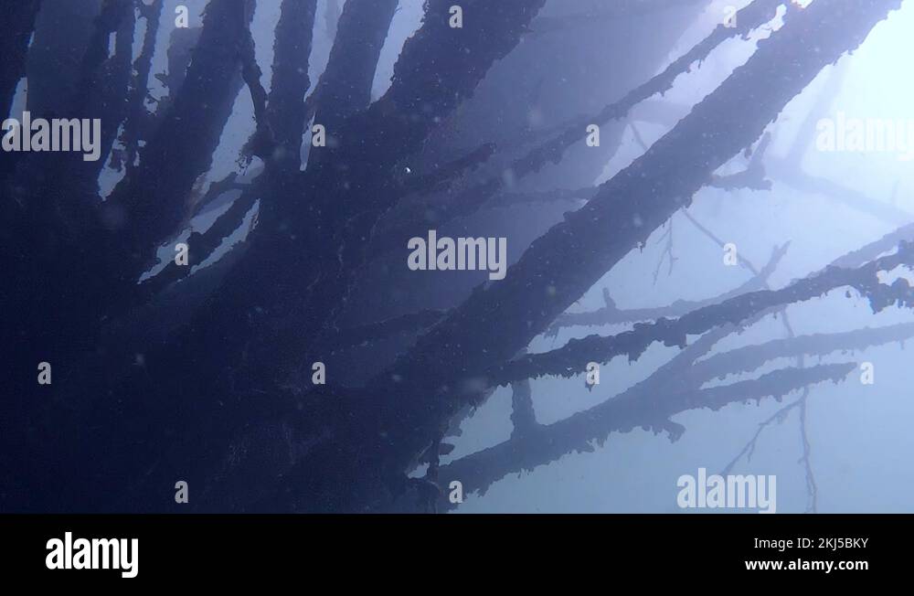 Trees and branches underwater Stock Videos & Footage - HD and 4K Video ...