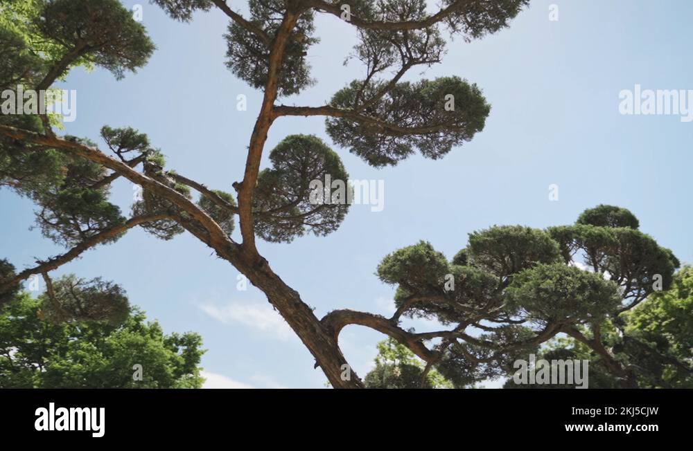 Korean red pine tree Stock Videos & Footage - HD and 4K Video Clips - Alamy