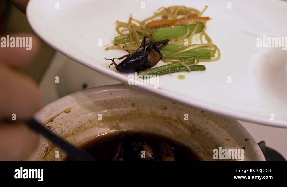 Chinese beetles Stock Videos & Footage - HD and 4K Video Clips - Alamy
