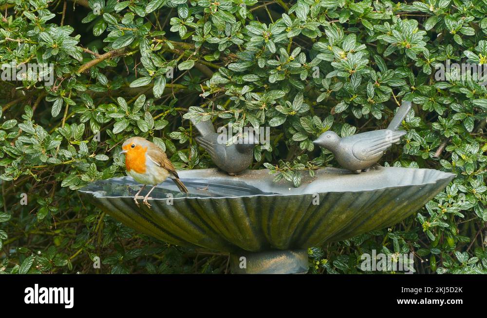 Garden bird bath robin Stock Videos & Footage - HD and 4K Video Clips ...