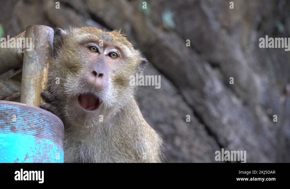 Wild monkey habitat Stock Videos & Footage - HD and 4K Video Clips - Alamy