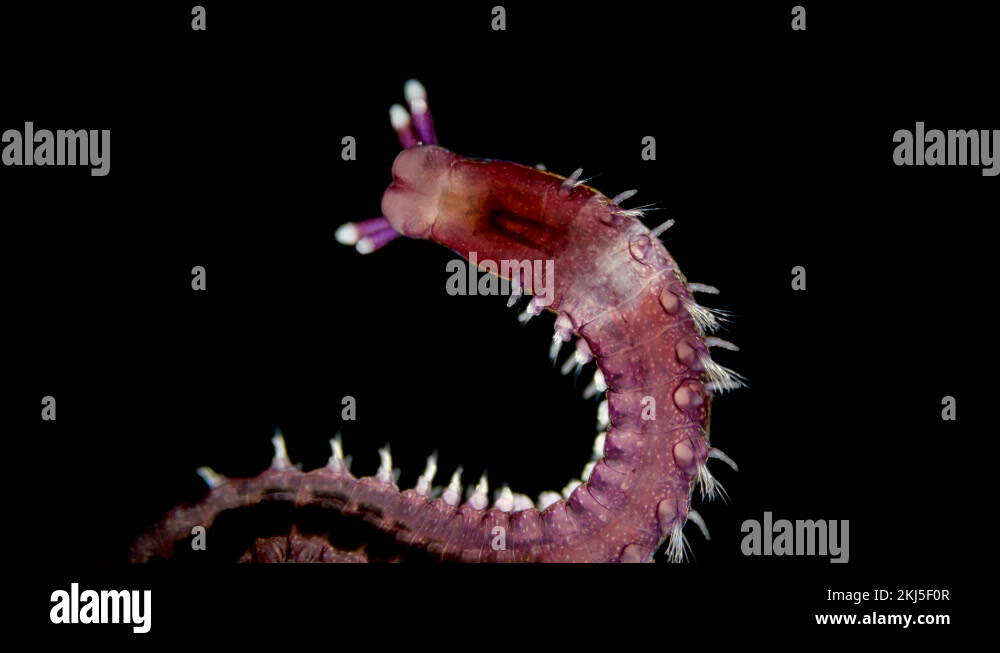 Marine worm microscope Stock Videos & Footage - HD and 4K Video Clips ...
