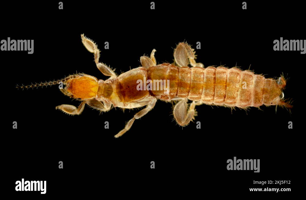 Embioptera Stock Videos & Footage - HD and 4K Video Clips - Alamy