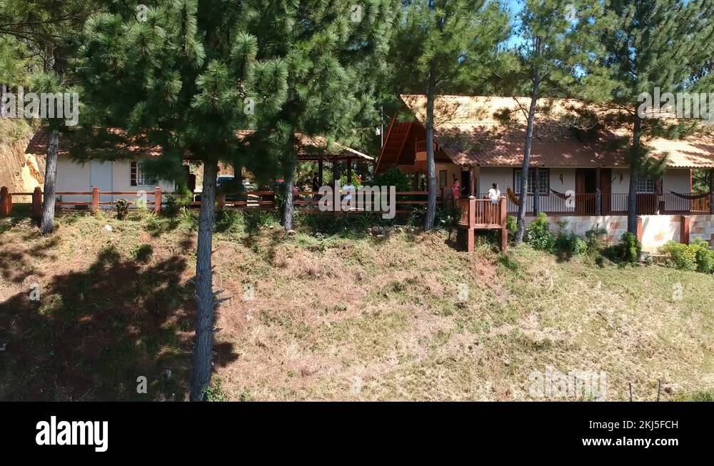 pinos en el bosque de panama , naturaleza boscosa Stock Video Footage ...