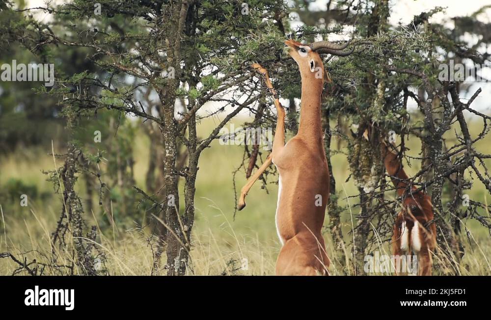 Gerenuks eating from a tree on hind legs, in the Kenyan bush, Africa ...