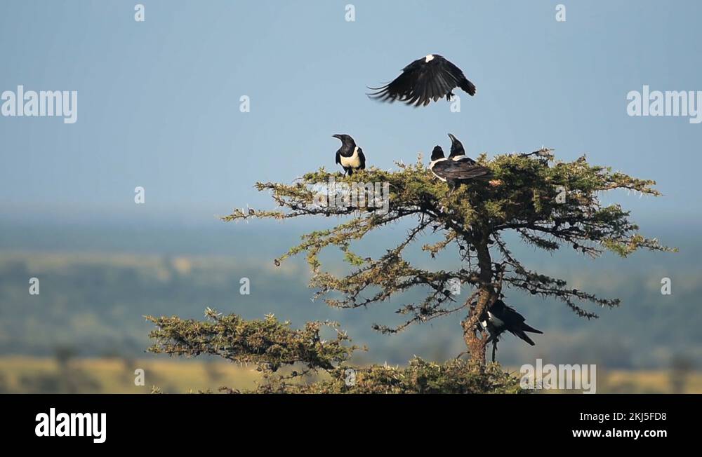 Black and white feathered birds resting on a acacia tree, in the Kenyan ...