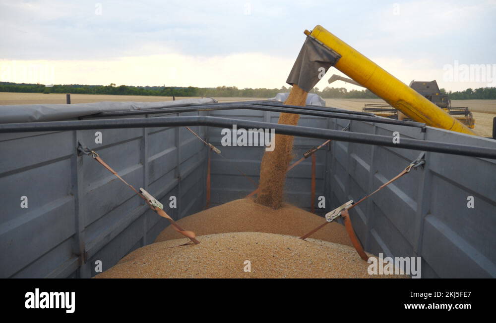 Combine loading wheat grains in truck at evening. Side view on loading ...