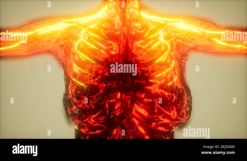 inspection of blood in the blood vessels of the circulatory system ...