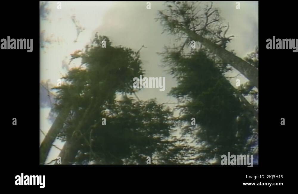1990s: Low angle view of trees. Tree falling. People crossing street ...