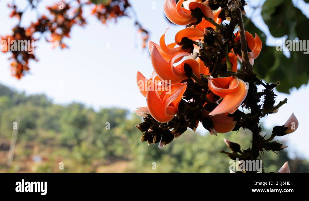 Palash tree Stock Videos & Footage - HD and 4K Video Clips - Alamy