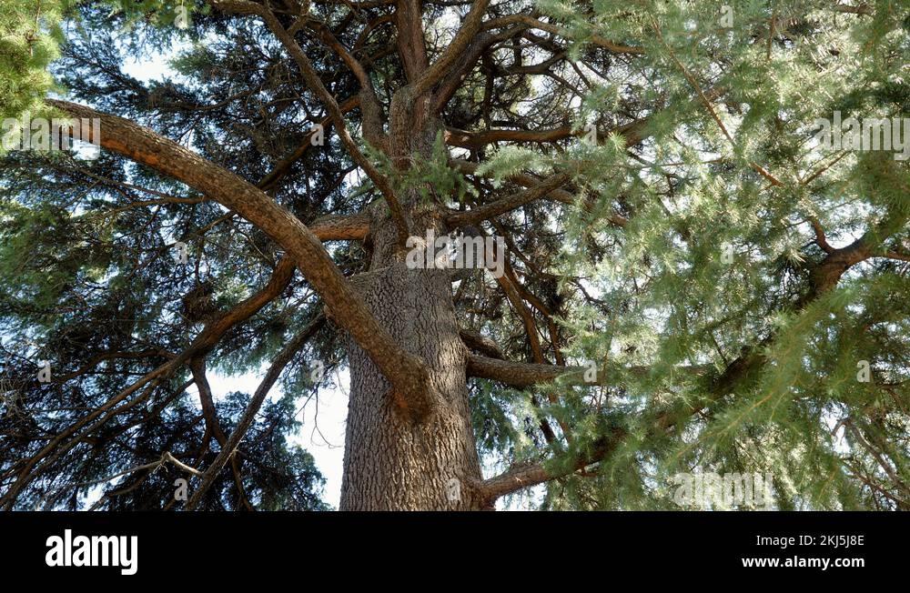 Cedar tree leaves Stock Videos & Footage - HD and 4K Video Clips - Alamy