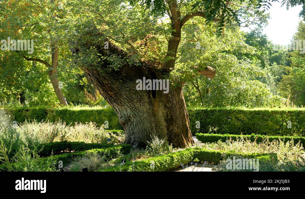 Deciduous tree with large trunk growing in Botanical garden in Madrid ...