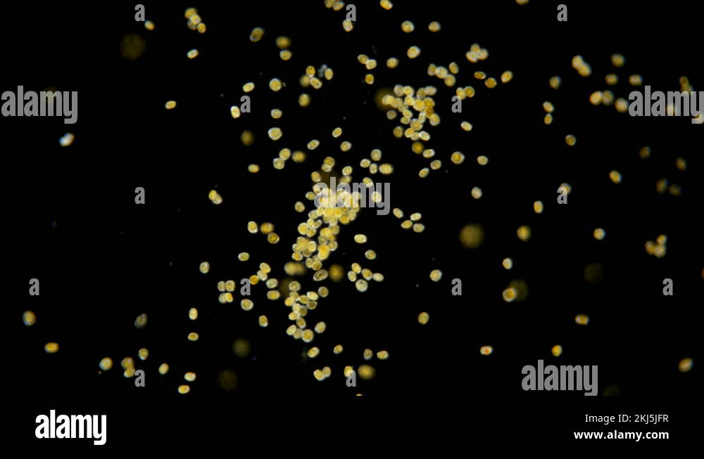 phytoplankton of the Black Sea, a colony of algae Dinoflagellata Stock ...