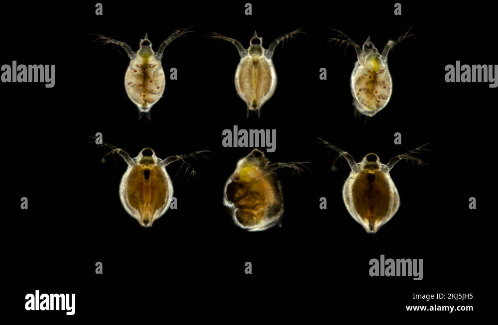 Mucronata Stock Videos & Footage - HD and 4K Video Clips - Alamy