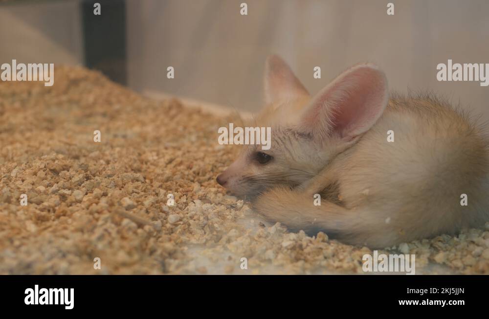 Unhappy fennec lying on cage floor. Cute sad fennec fox lying on wooden ...