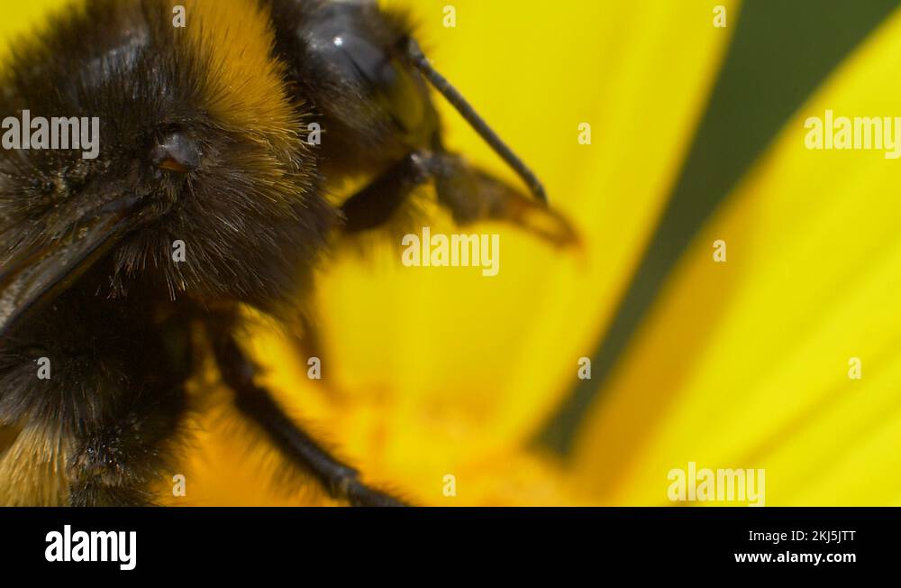 Long proboscis Stock Videos & Footage - HD and 4K Video Clips - Alamy