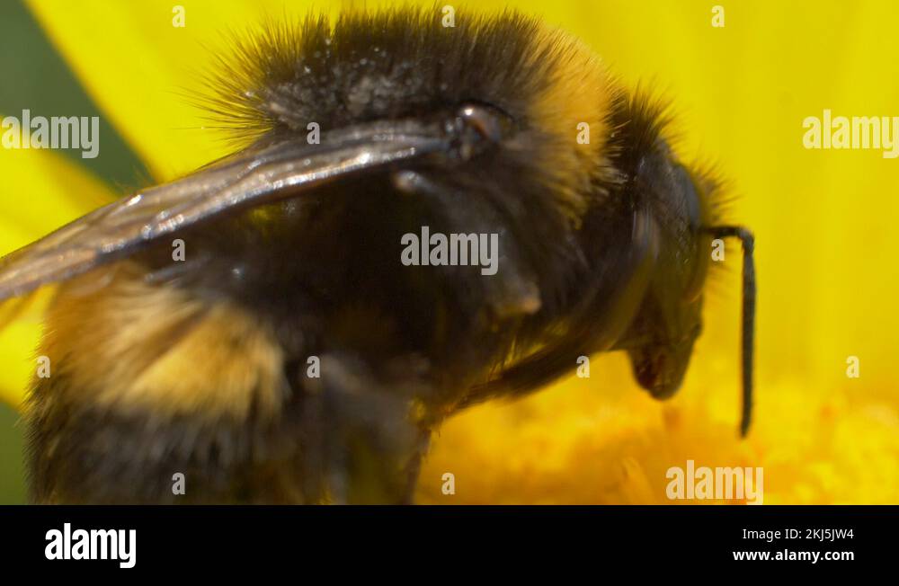 Humble eyes Stock Videos & Footage - HD and 4K Video Clips - Alamy