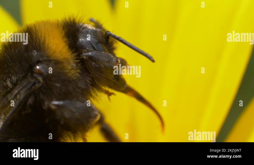 Bumble bee rubs its compound eye with its legs, macro detail profile ...