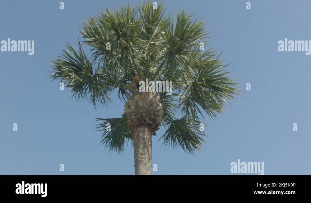 Cocaine tree Stock Videos & Footage - HD and 4K Video Clips - Alamy