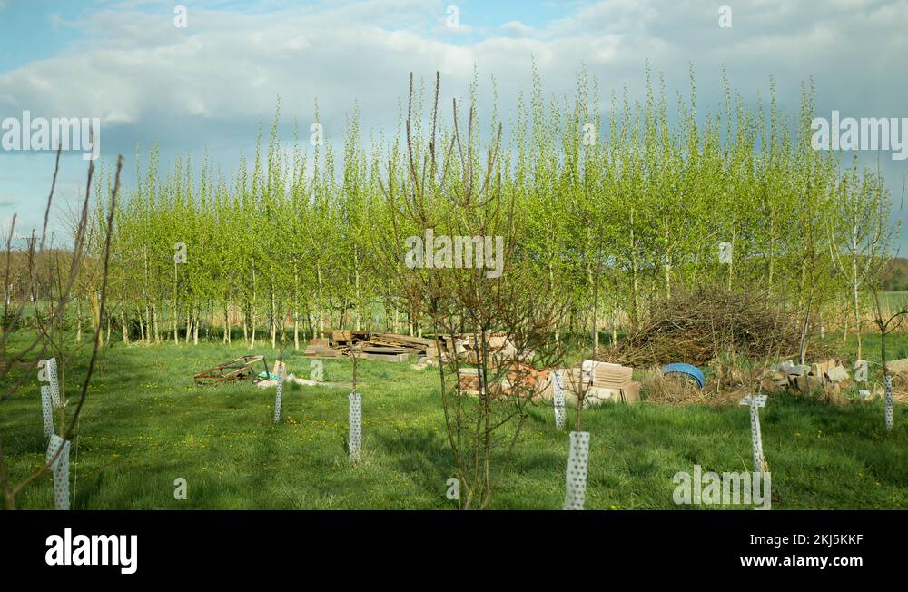 Japanese fast-growing poplar Populus nigra Populus maximowiczii, fast ...