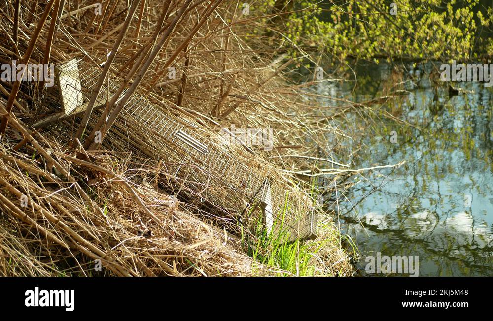 Beaver traps Stock Videos & Footage - HD and 4K Video Clips - Alamy