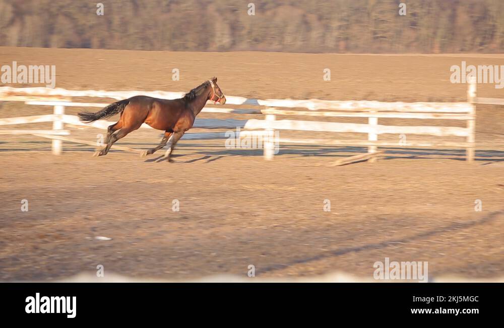 Mare trotting Stock Videos & Footage - HD and 4K Video Clips - Alamy