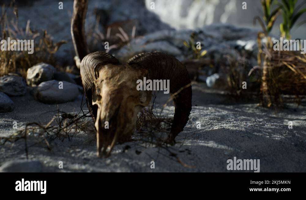 Skull of a dead ram in the desert Stock Video Footage - Alamy